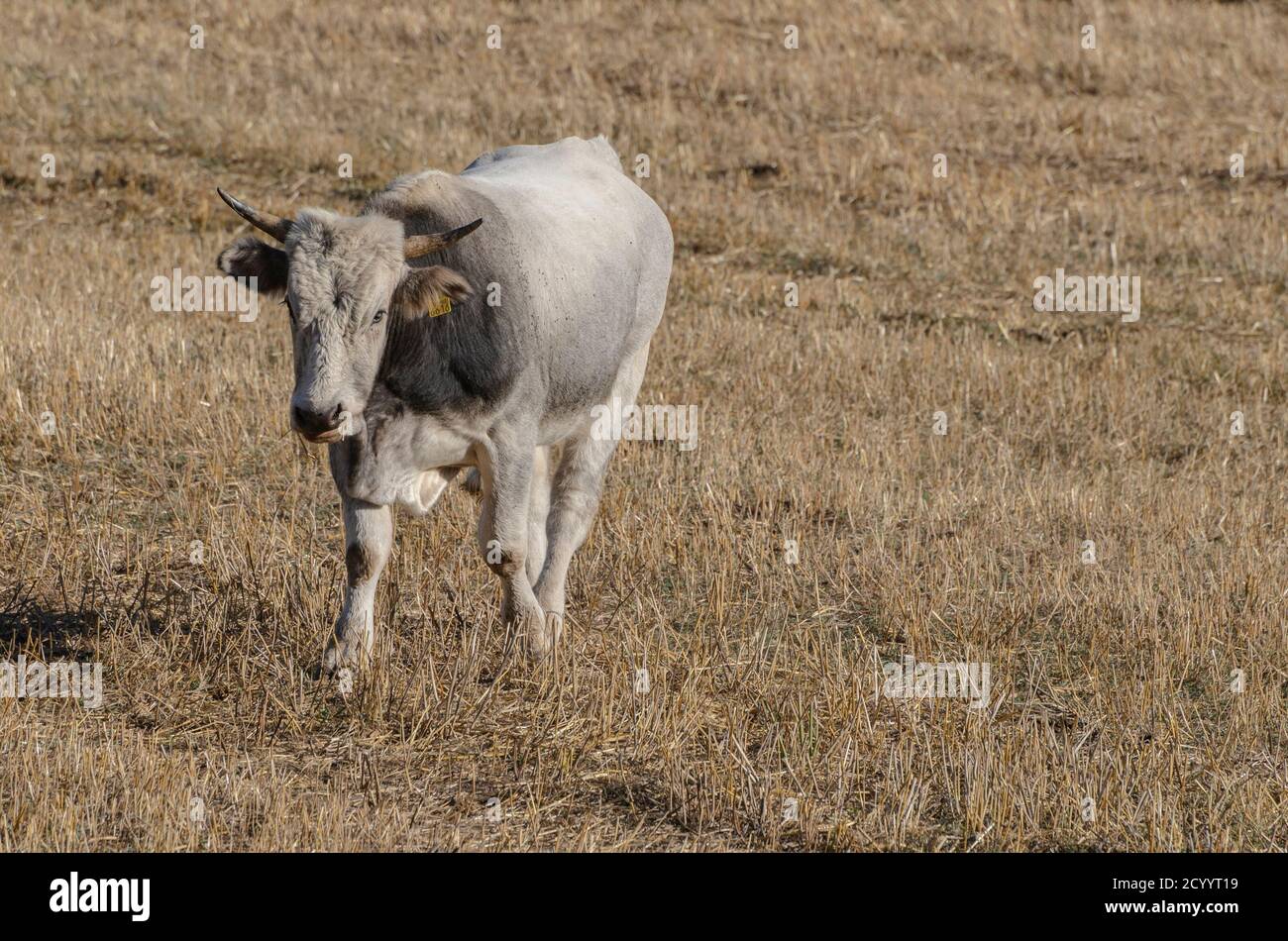 Specimen of bull grazing in the countryside Stock Photo - Alamy