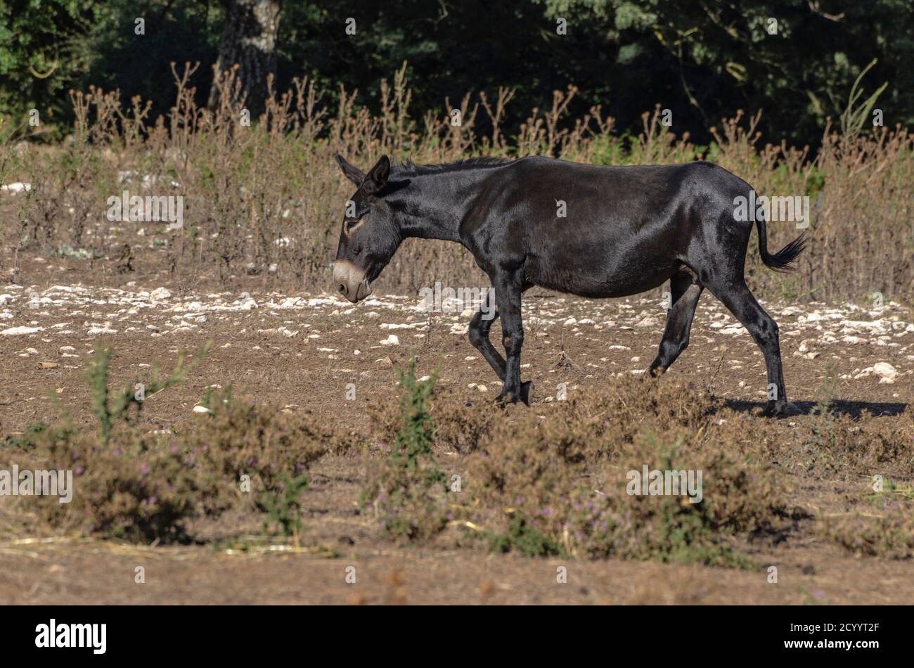 Strong donkey hi-res stock photography and images - Alamy