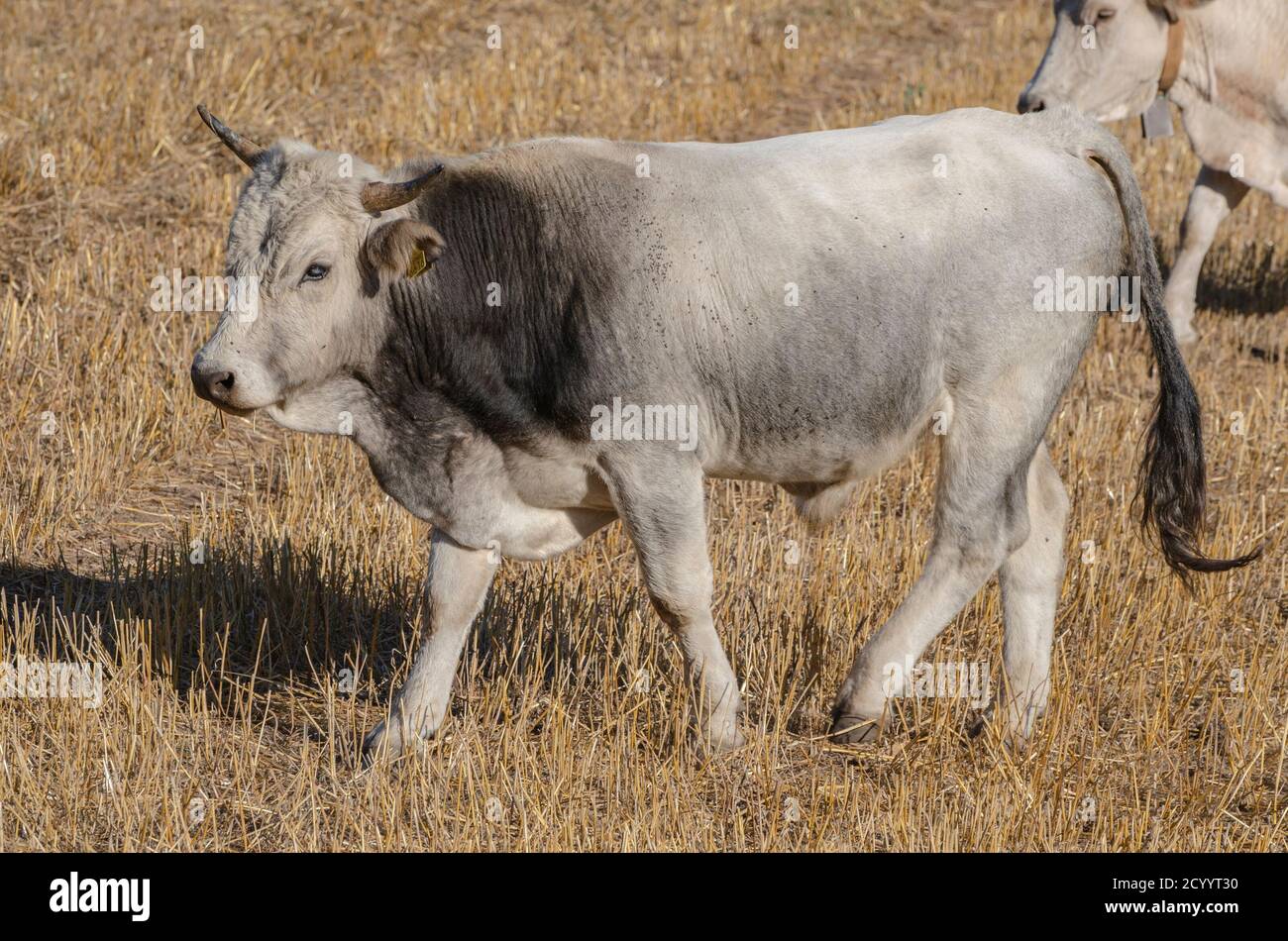 Specimen of bull grazing in the countryside Stock Photo - Alamy