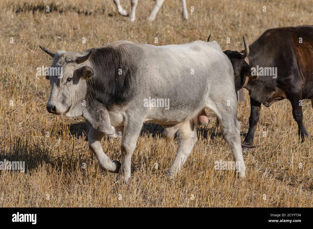 Specimen of bull grazing in the countryside Stock Photo - Alamy