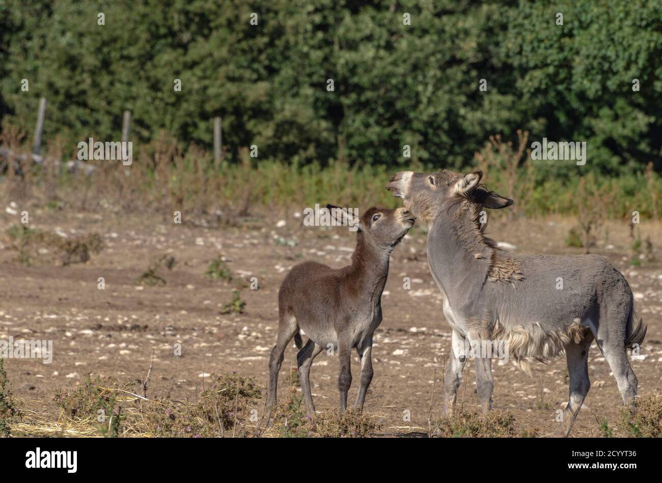 Donkey breeding hi-res stock photography and images - Alamy