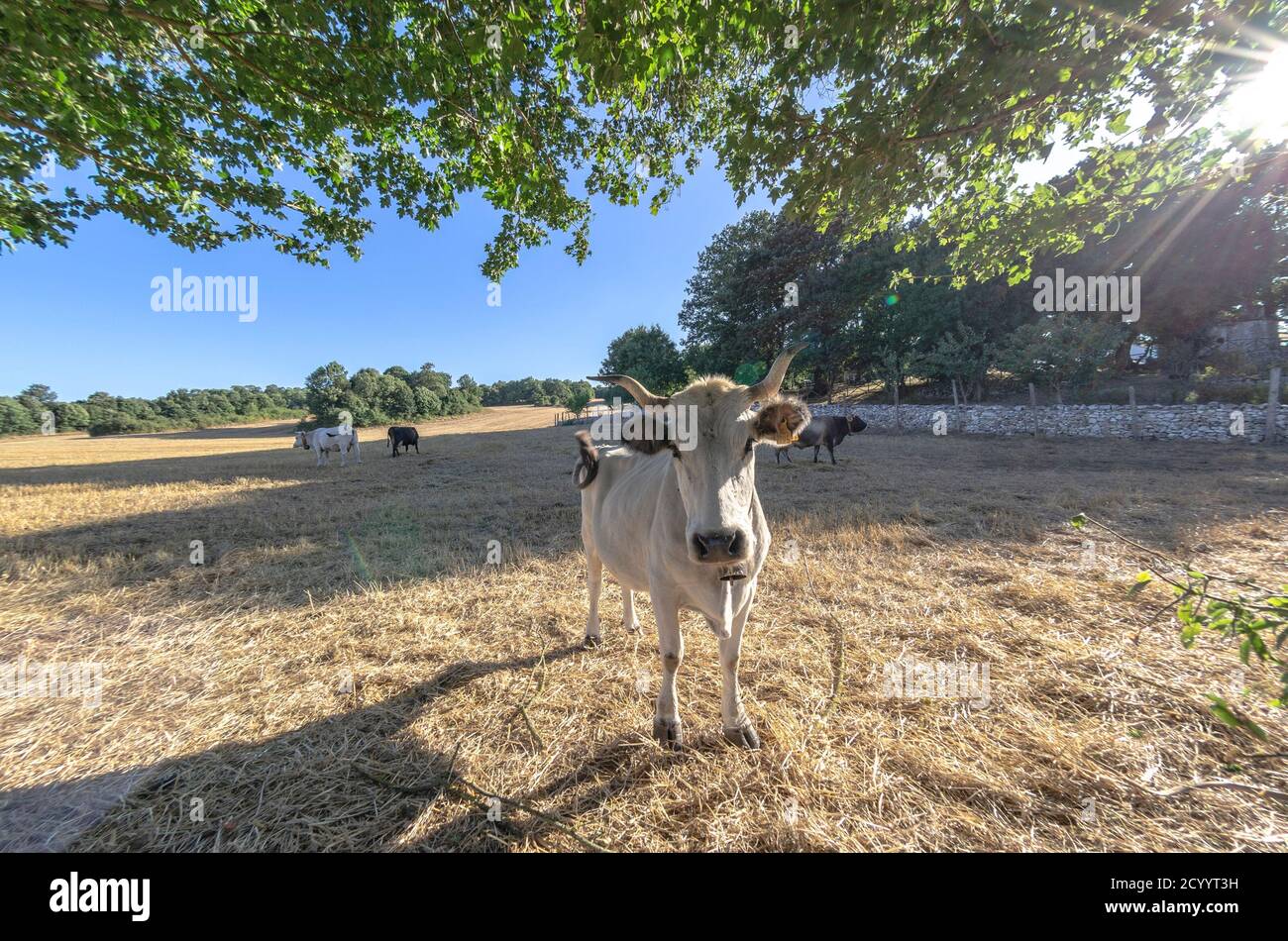 Frontal foreground hi-res stock photography and images - Alamy