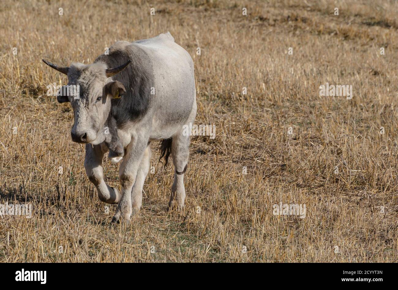 Specimen of bull grazing in the countryside Stock Photo - Alamy