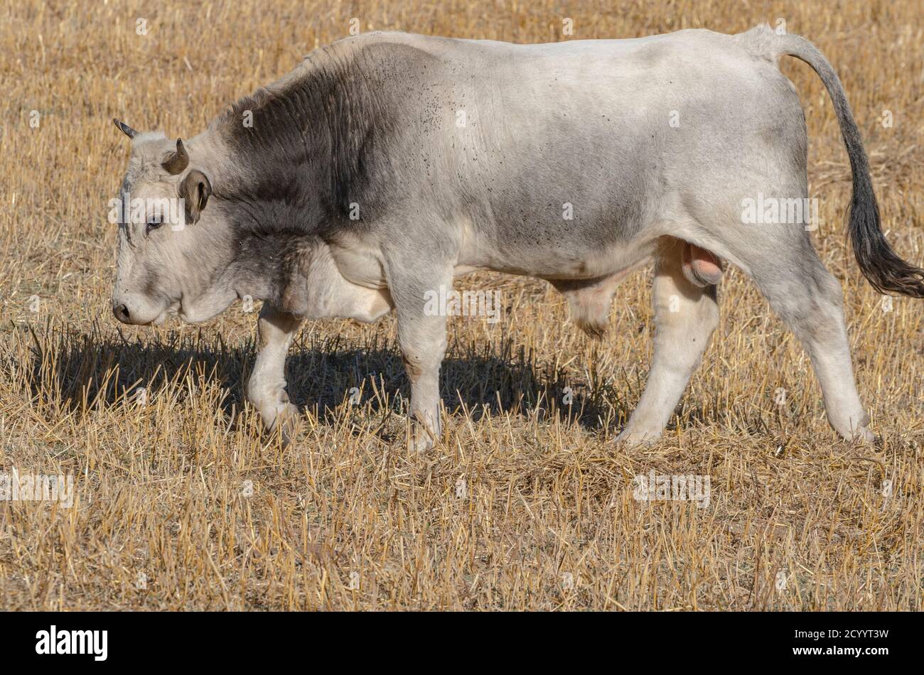 Specimen of bull grazing in the countryside Stock Photo - Alamy