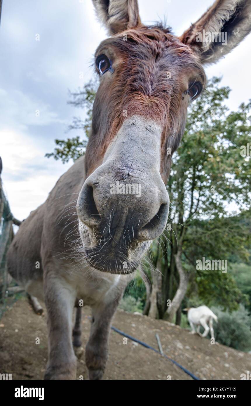 Stubborn donkey hi-res stock photography and images - Alamy
