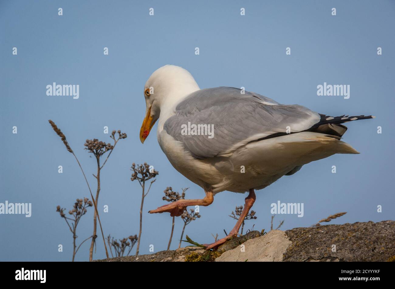 Too big adult quirky hi-res stock photography and images - Alamy