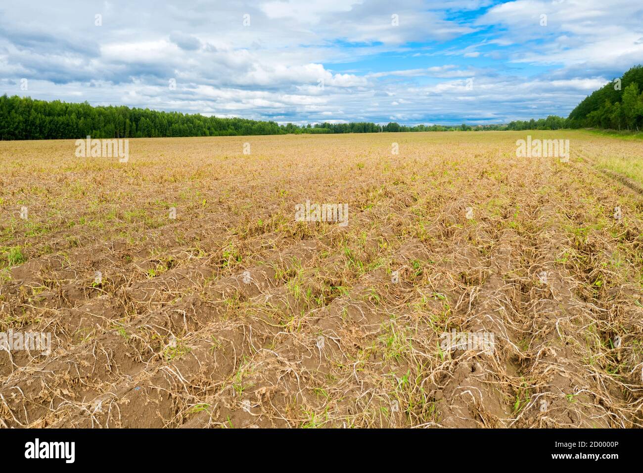 Top view of a farm field sown with potatoes, before harvest Stock Photo ...