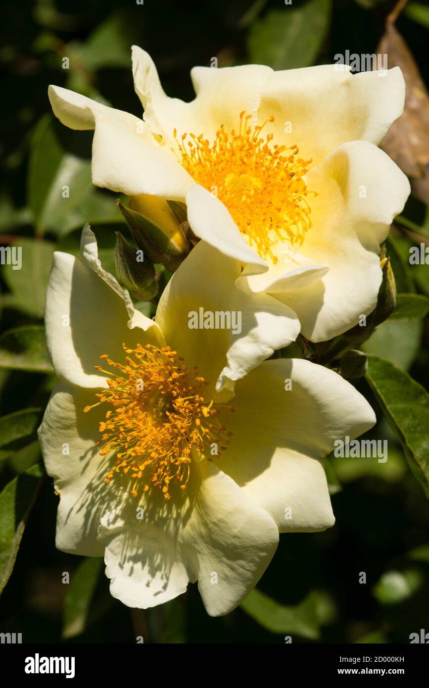 Rose flower under sun hi-res stock photography and images - Alamy