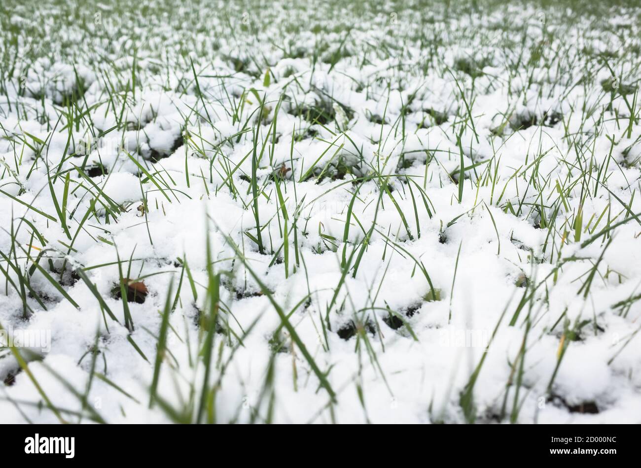 Closeup grass covered snow hi-res stock photography and images - Alamy