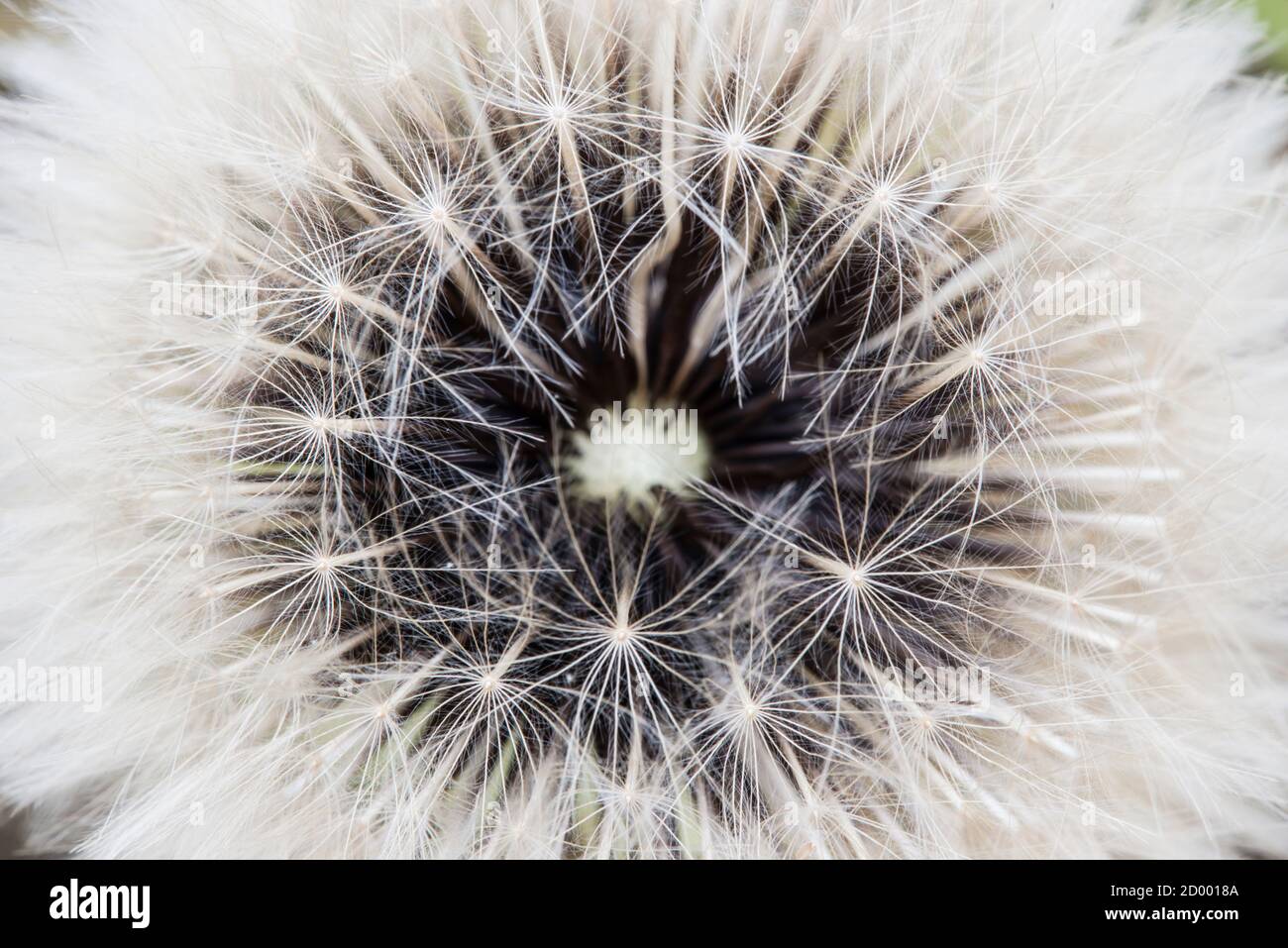 Detail of inside a dandelion seed pod Stock Photo - Alamy