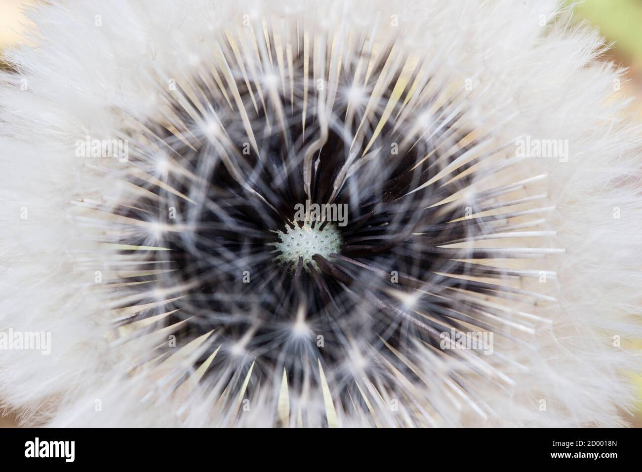 Detail of inside a dandelion seed pod Stock Photo - Alamy
