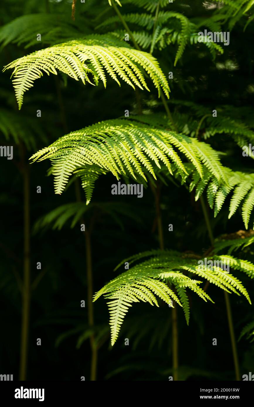 Green Fern leaf fronds under the sun Stock Photo - Alamy