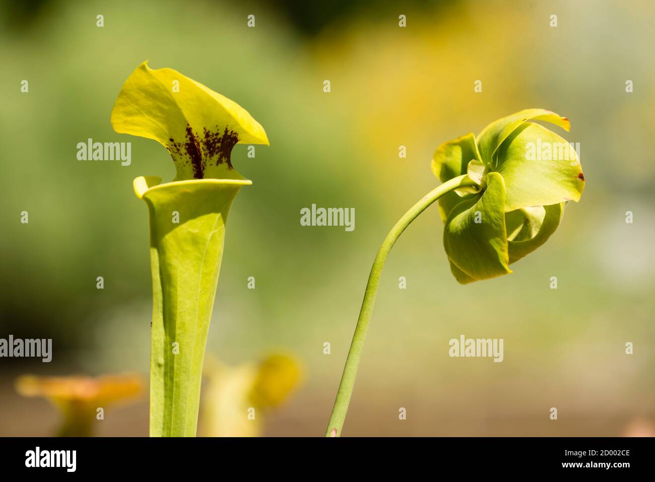 Leaf modified in animal trap of sarracenia carnivorous plant with ...