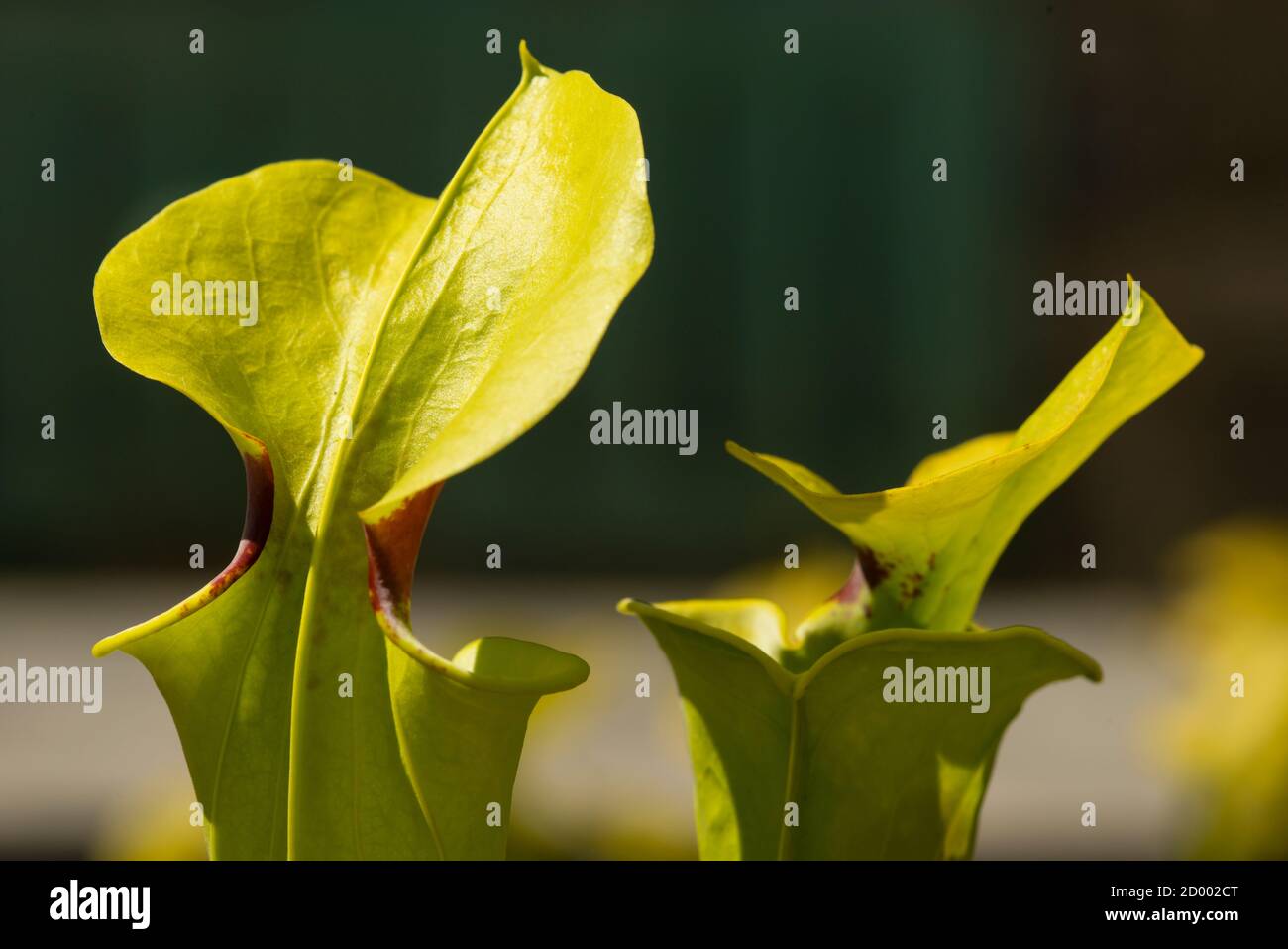 Leaves modified in animal traps of sarracenia carnivorous plant Stock ...