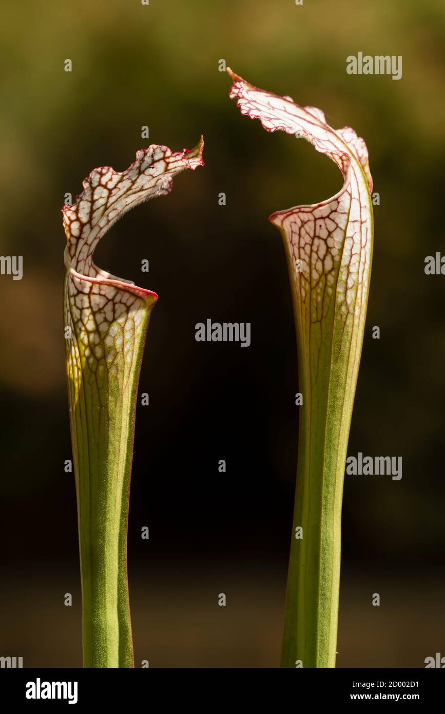 Leaves modified in animal traps of sarracenia carnivorous plant Stock ...