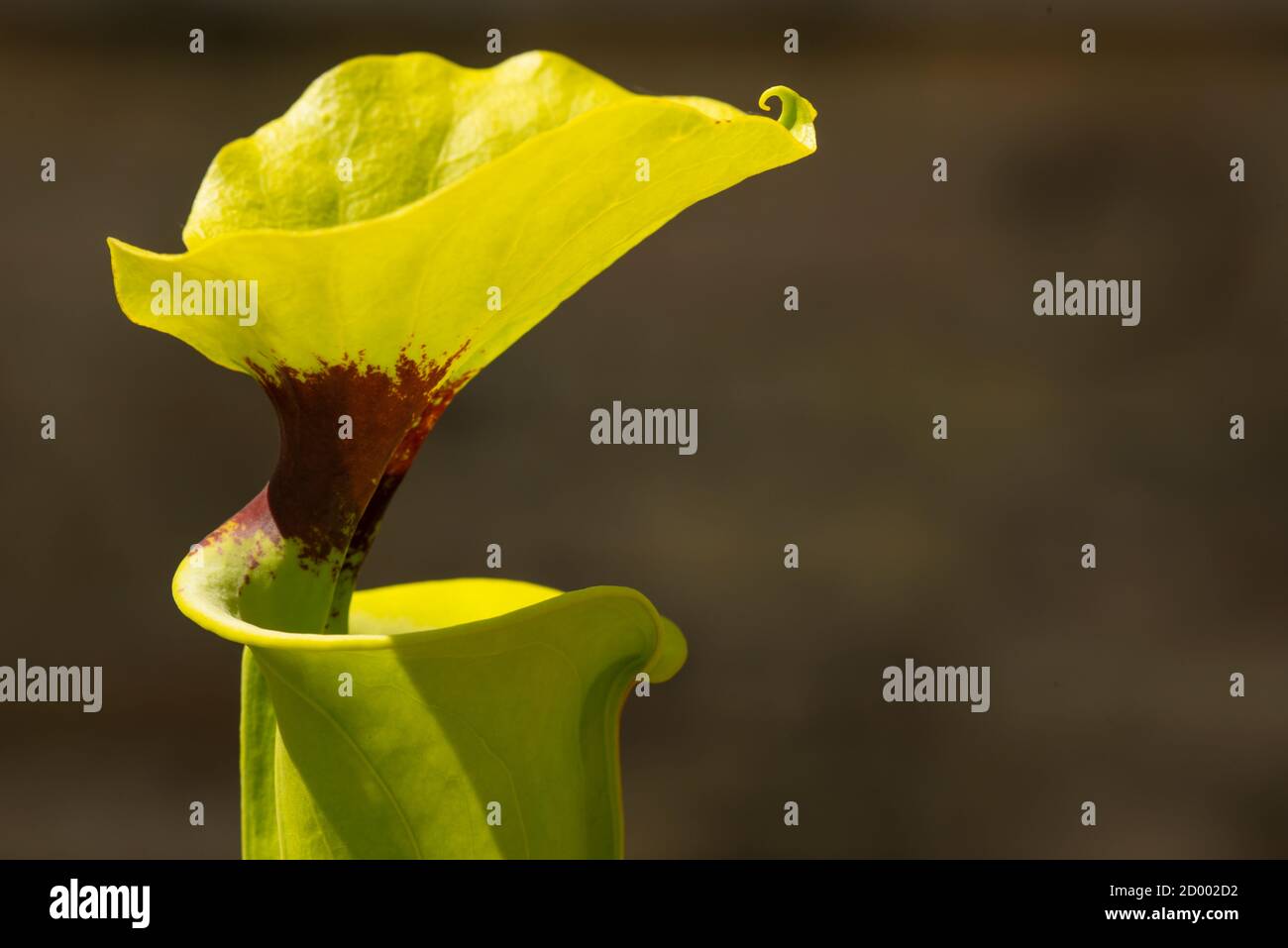 Modified leaves hi-res stock photography and images - Alamy