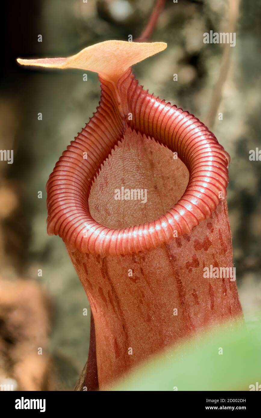 Detail of pitcher trap mouth of nepenthes carnivorous plant Stock Photo ...