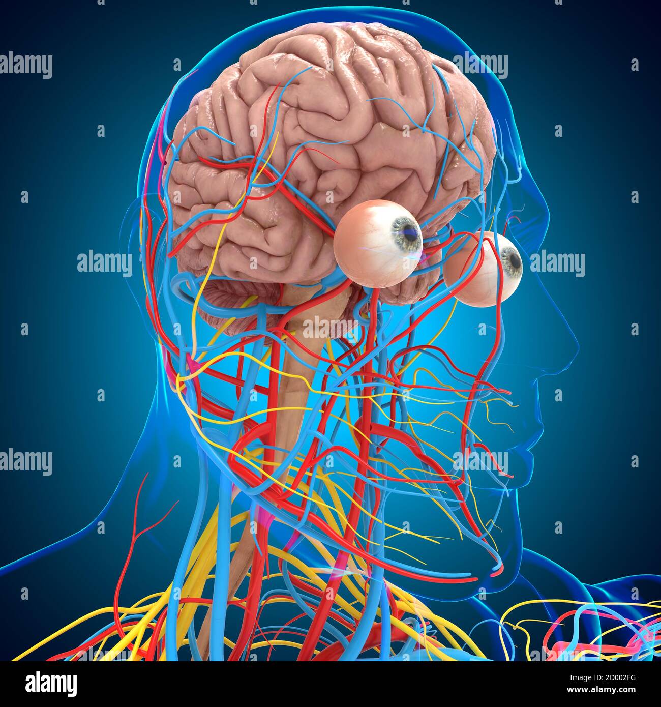 Human Circulatory system Anatomy With brain For medical concept 3D ...