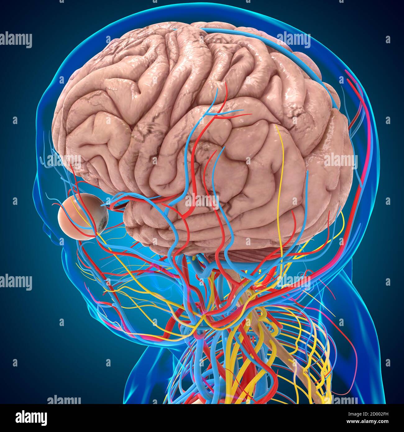 Human Circulatory system Anatomy With brain For medical concept 3D ...