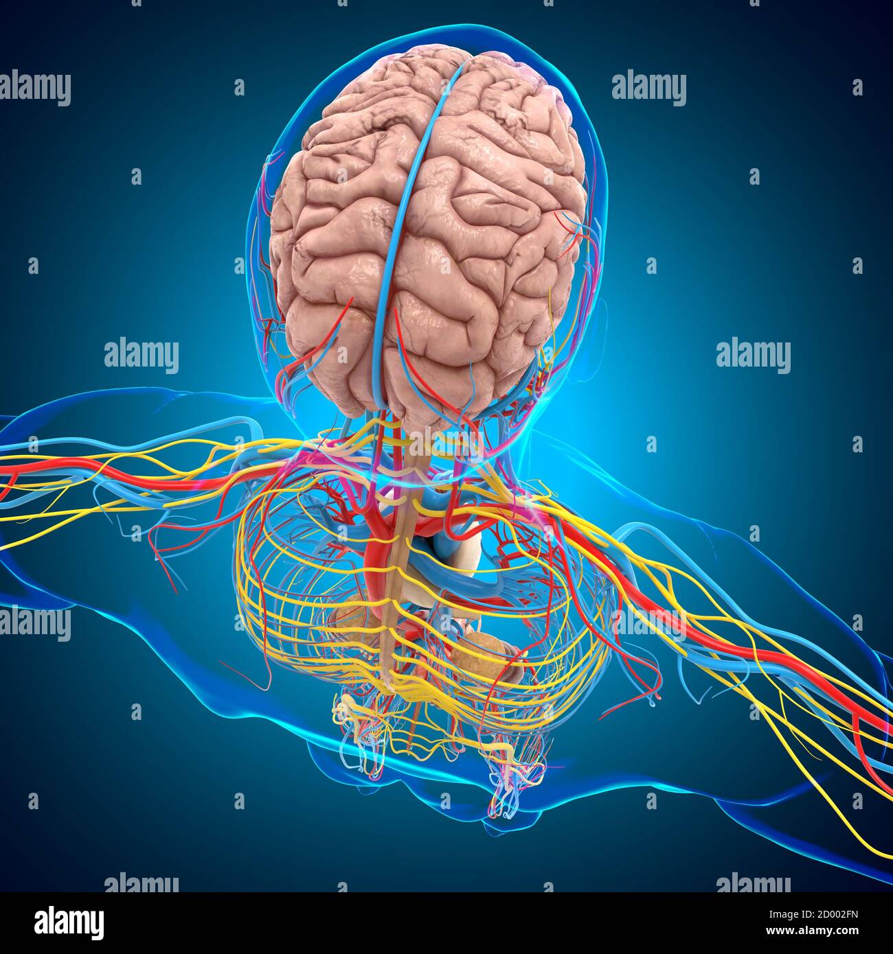 Human Circulatory system Anatomy With brain For medical concept 3D ...