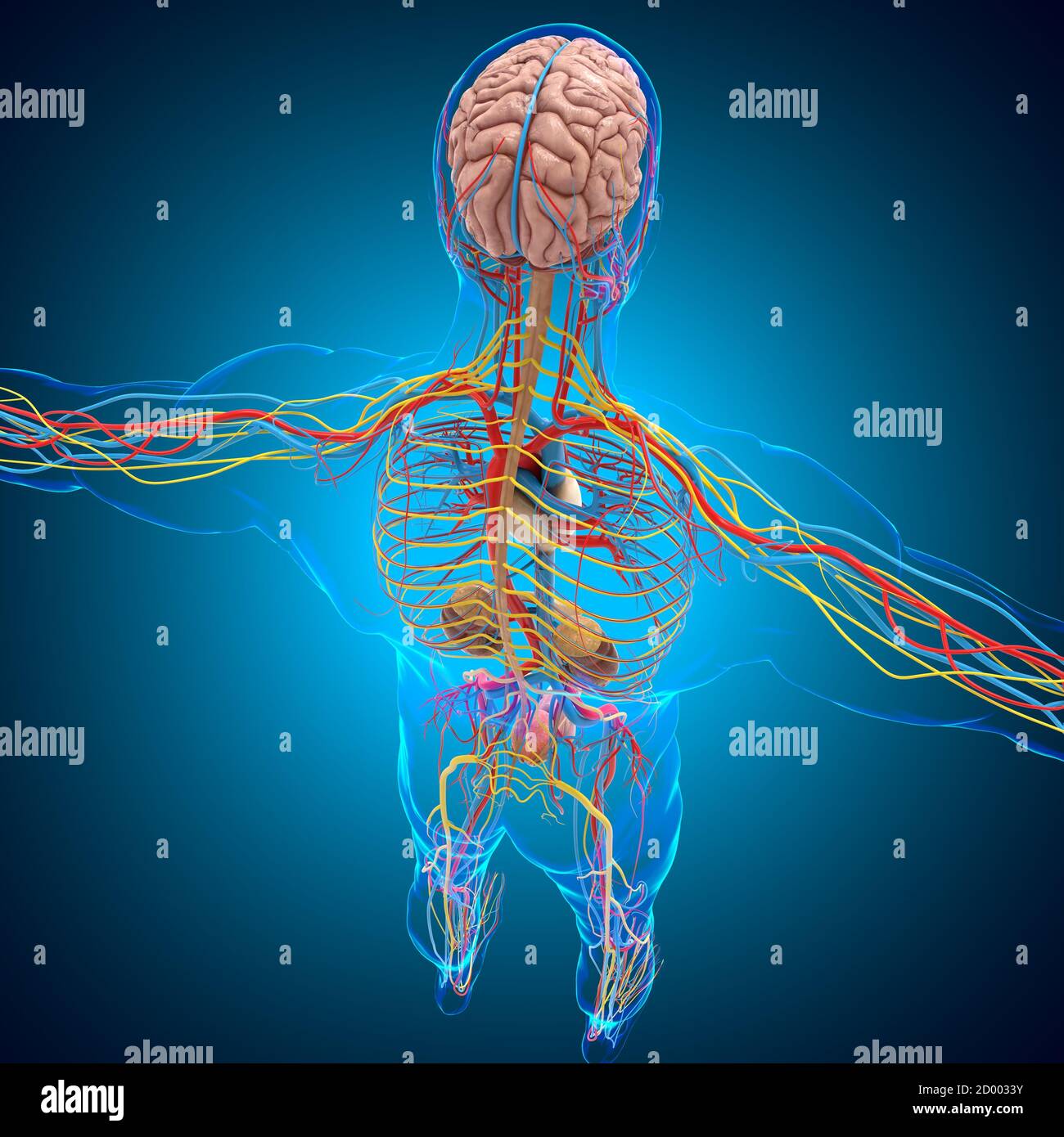 Human Circulatory system Anatomy With brain For medical concept 3D ...