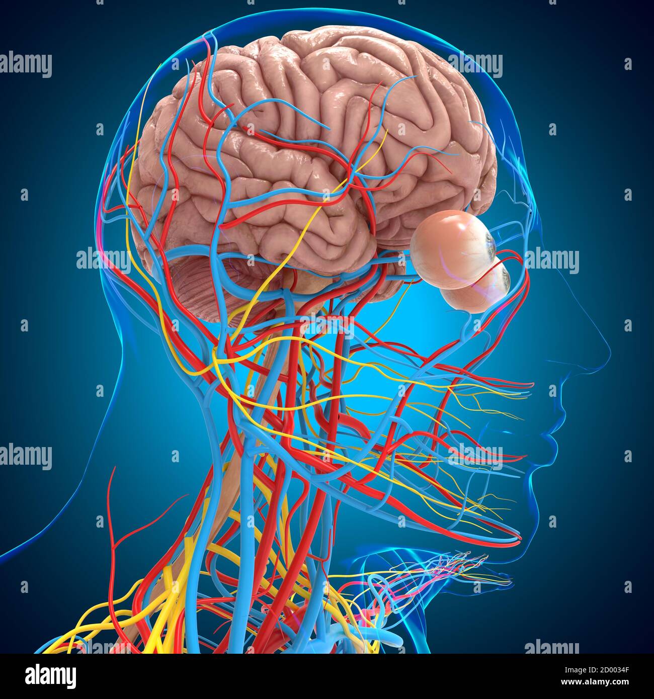Human Circulatory system Anatomy With brain For medical concept 3D ...