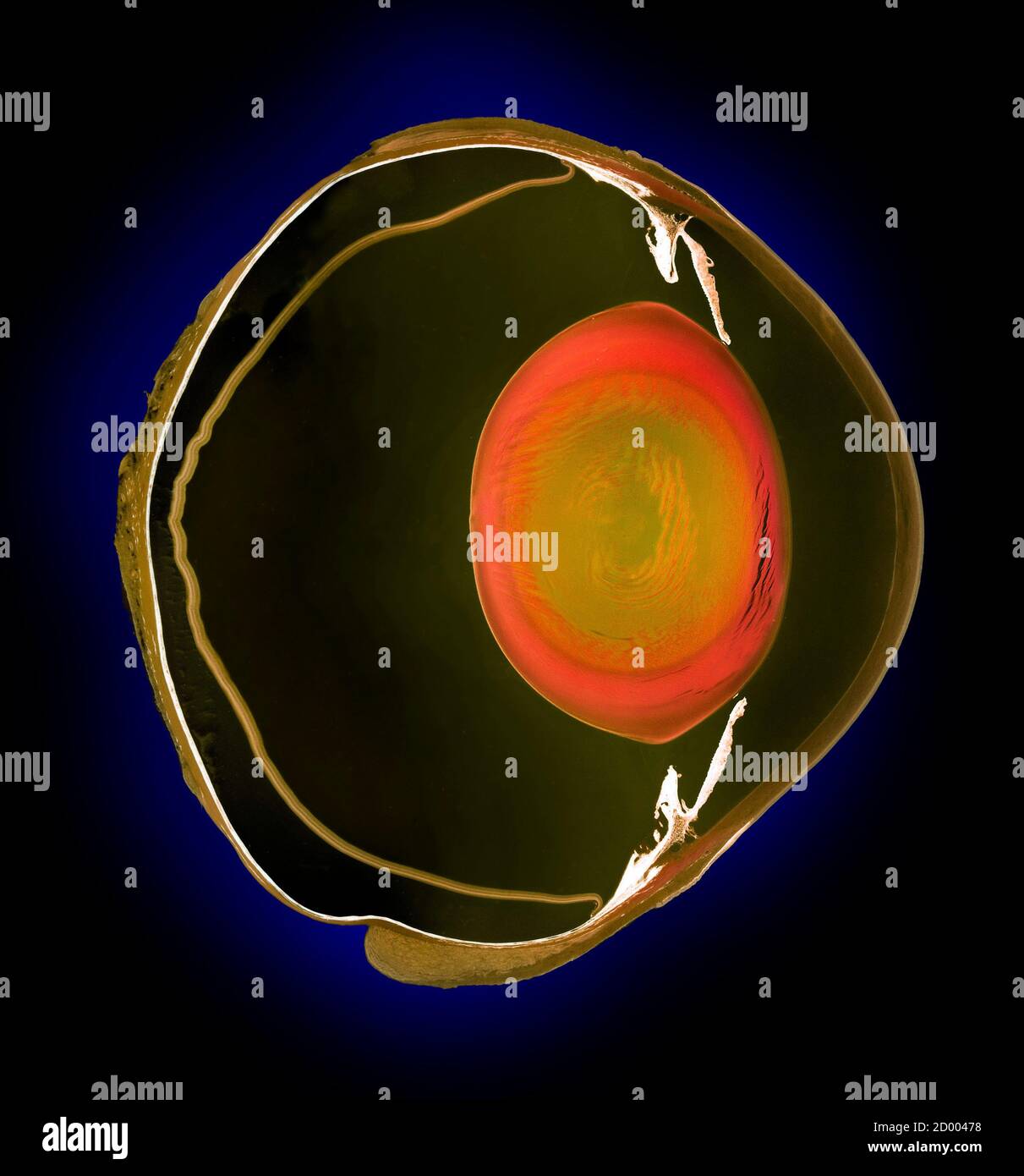 Typical mammal eye section VS. darkfield photomicrograph Stock Photo ...