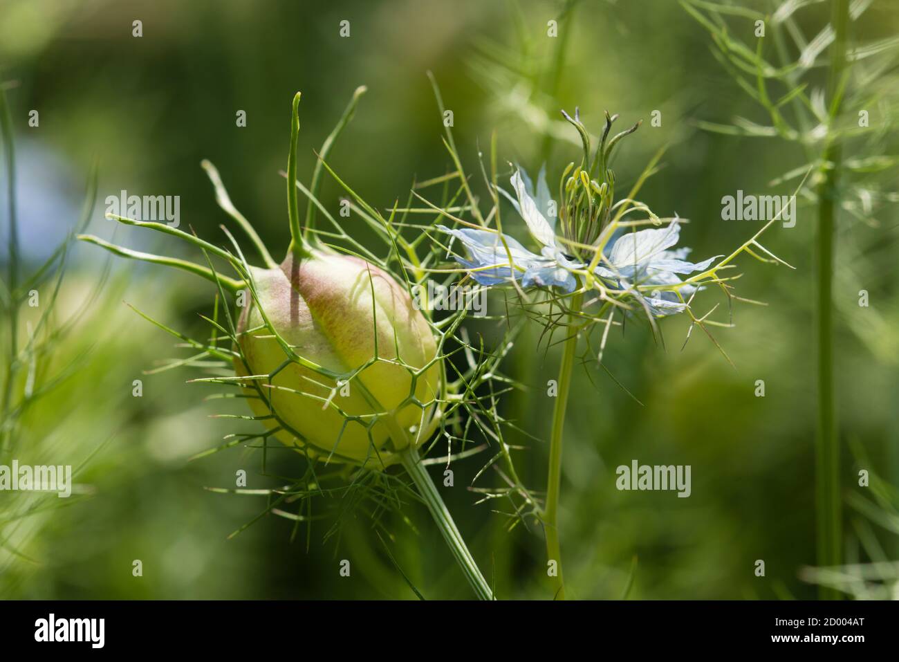 Flower and Seed pod of ragged lady buttercup plant Stock Photo - Alamy
