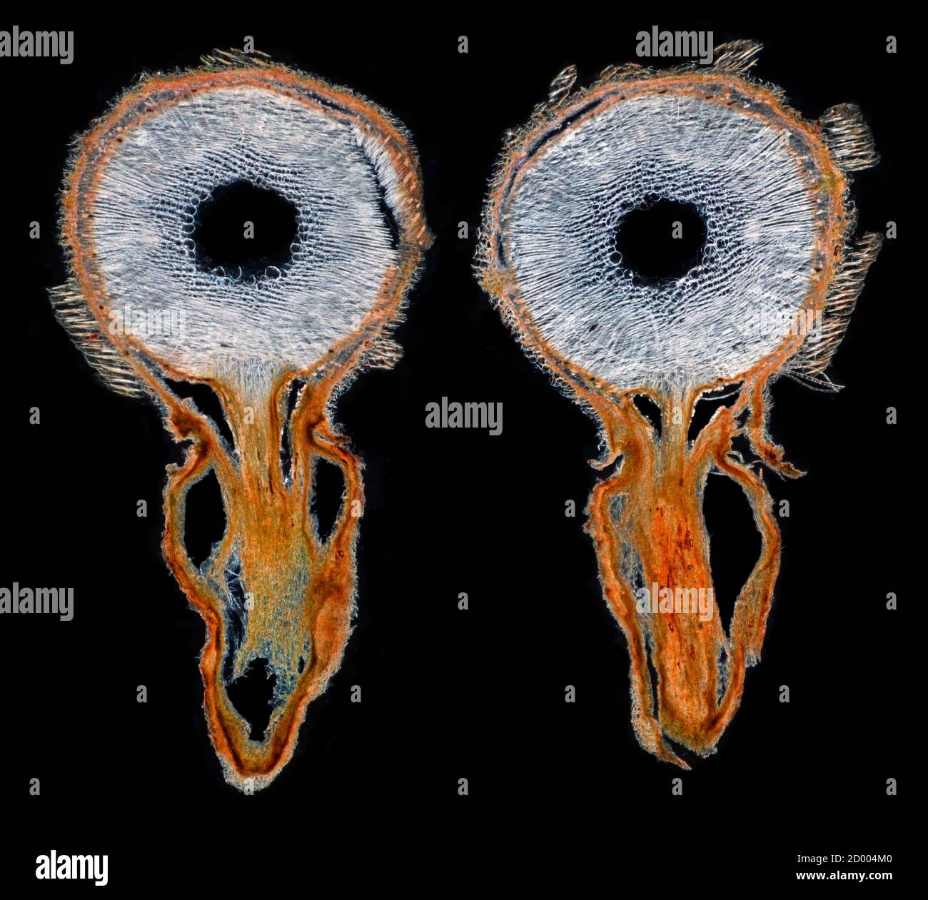 Vascular tissue stem micrograph hi-res stock photography and images - Alamy