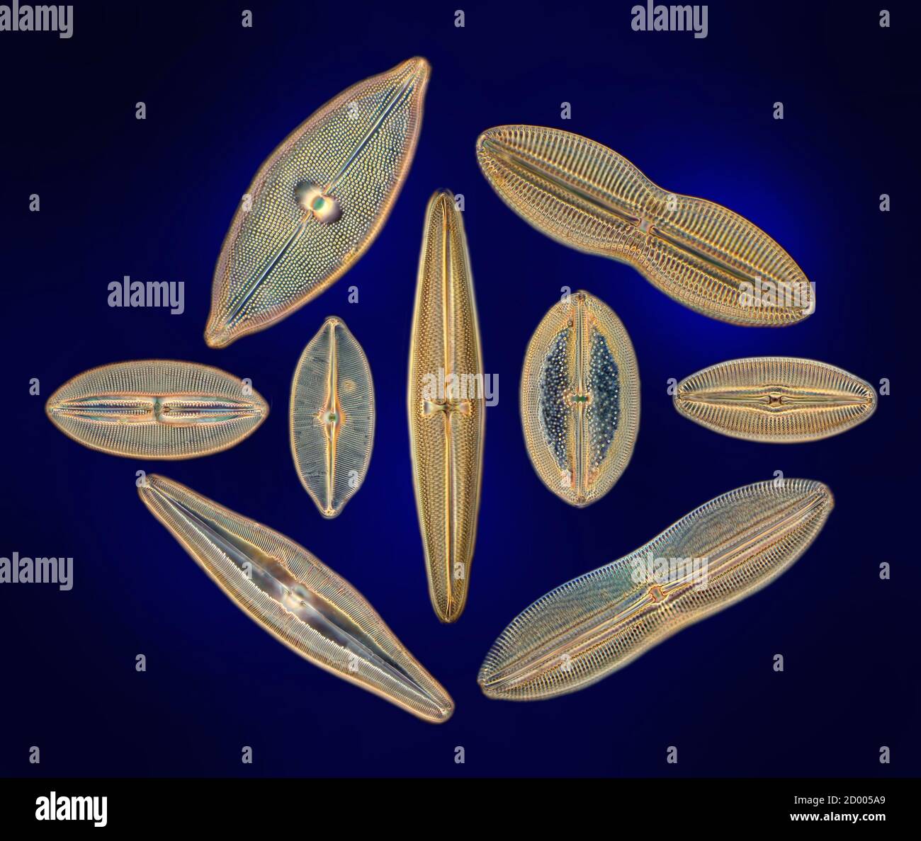 Navicula diatom hi-res stock photography and images - Alamy