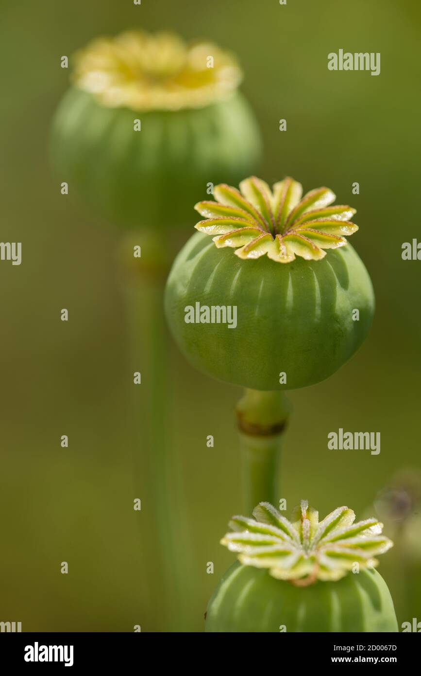 Fruit capsule and flowers of opium poppy, Papaver somniferum Stock ...