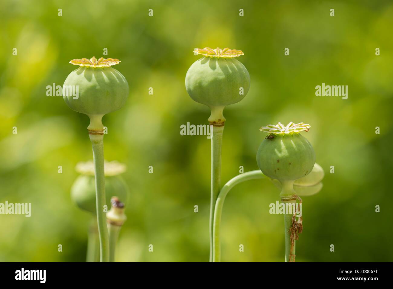 Fruit capsule and flowers of opium poppy, Papaver somniferum Stock ...