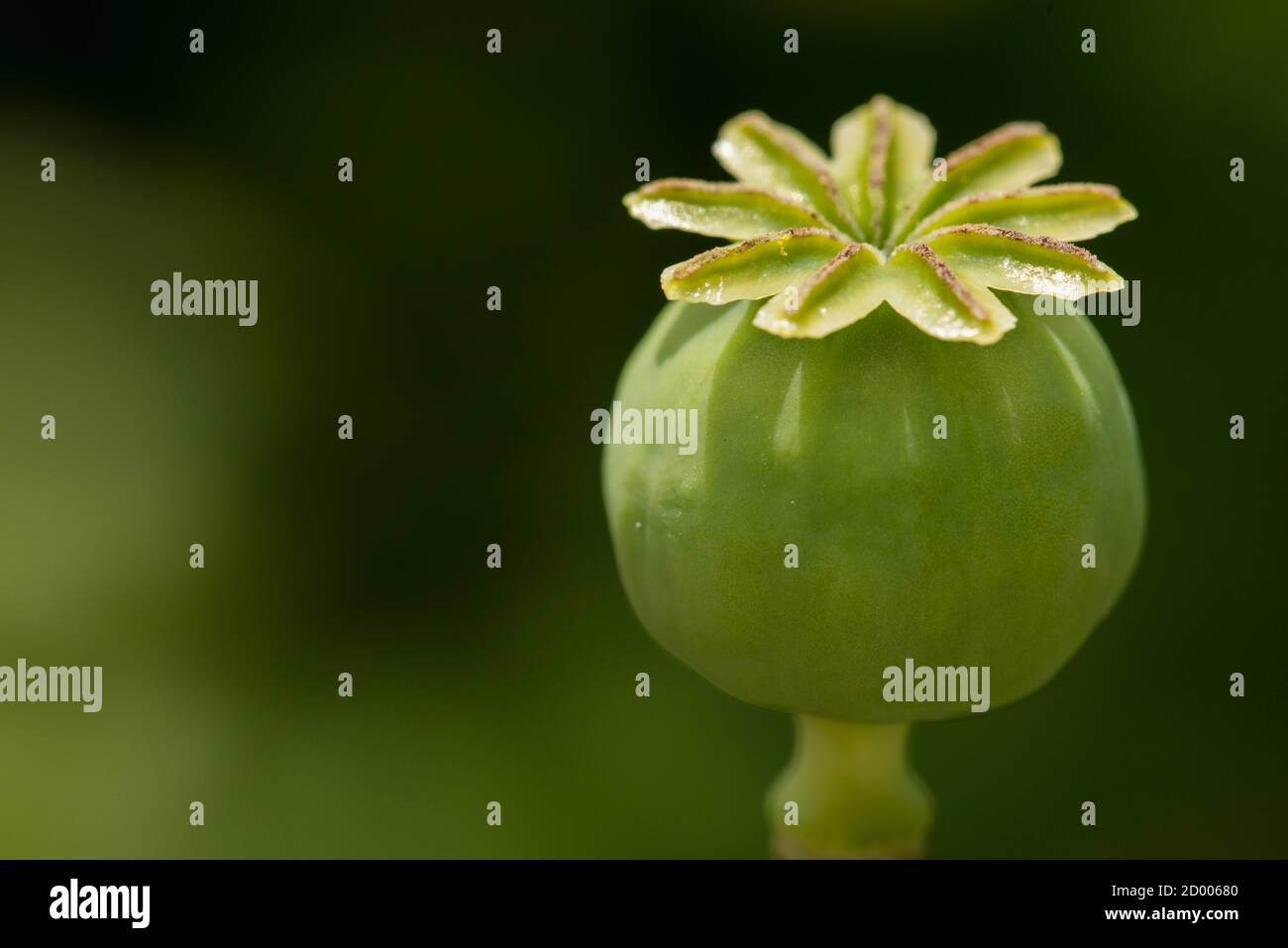 Fruit capsule and flowers of opium poppy, Papaver somniferum Stock ...