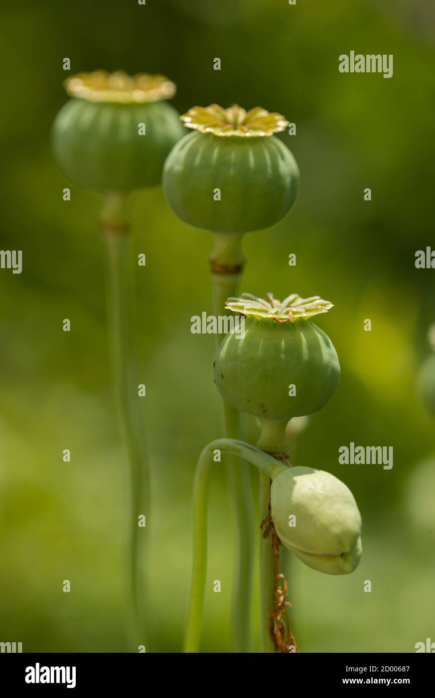 Fruit capsule and flowers of opium poppy, Papaver somniferum Stock ...
