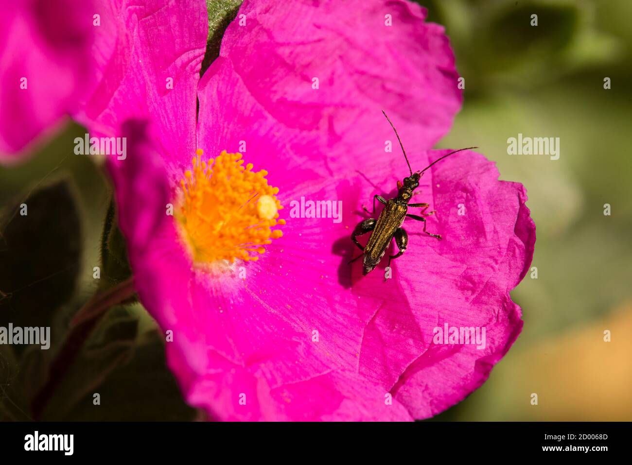 Emerald coleopteron insect on pink rock rose flower Stock Photo - Alamy