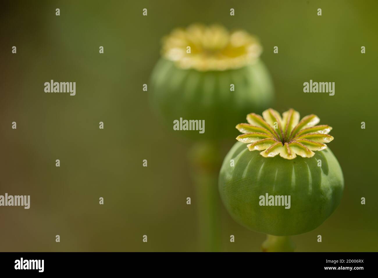 Fruit capsule and flowers of opium poppy, Papaver somniferum Stock ...
