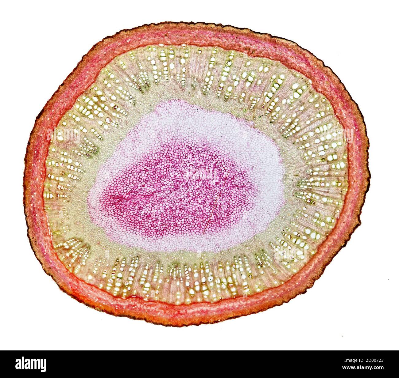 Fig, Ficus carica, stem section TS., brightfield photomicrograph Stock ...