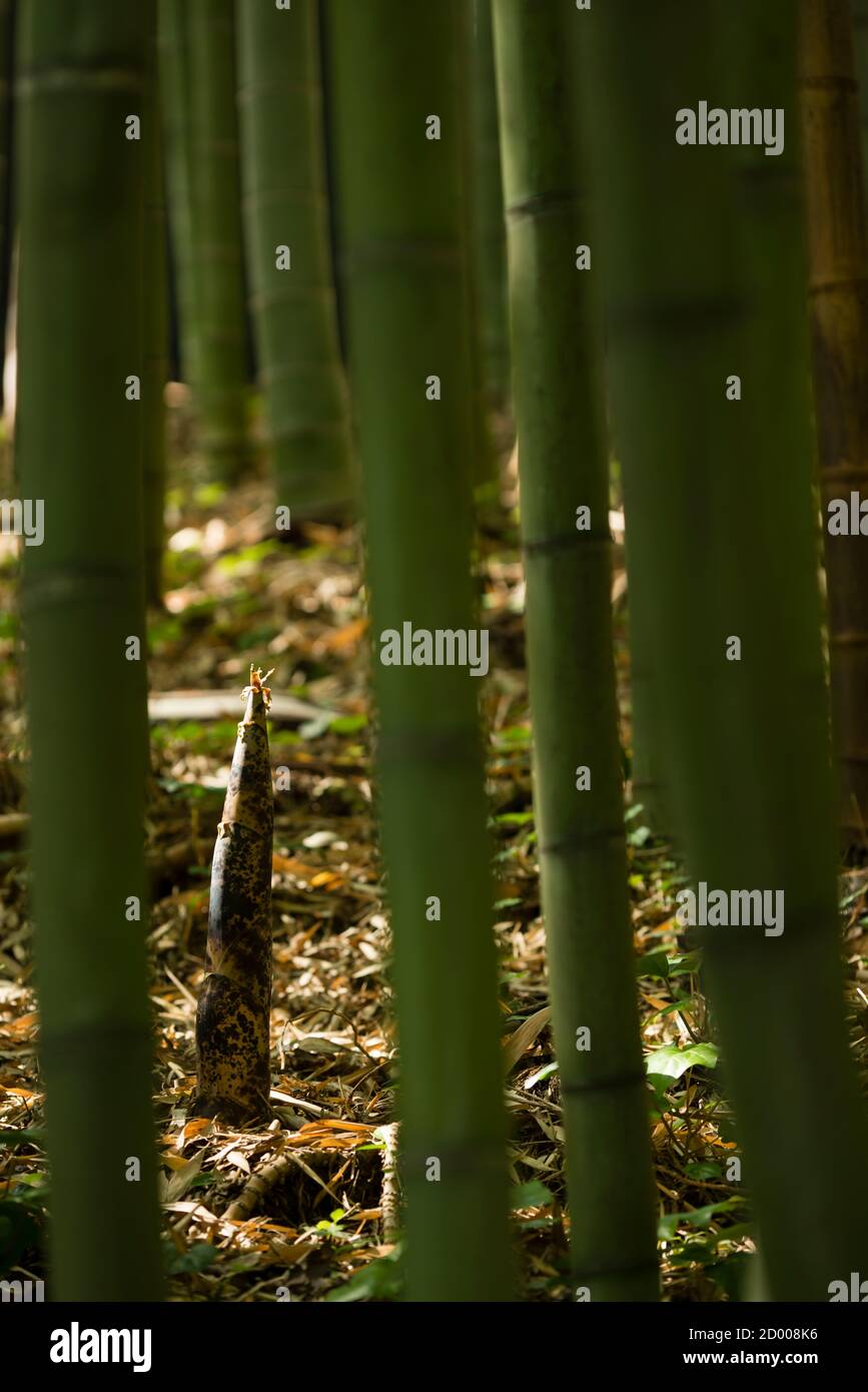 Detail of bamboo bud growing from ground Stock Photo - Alamy