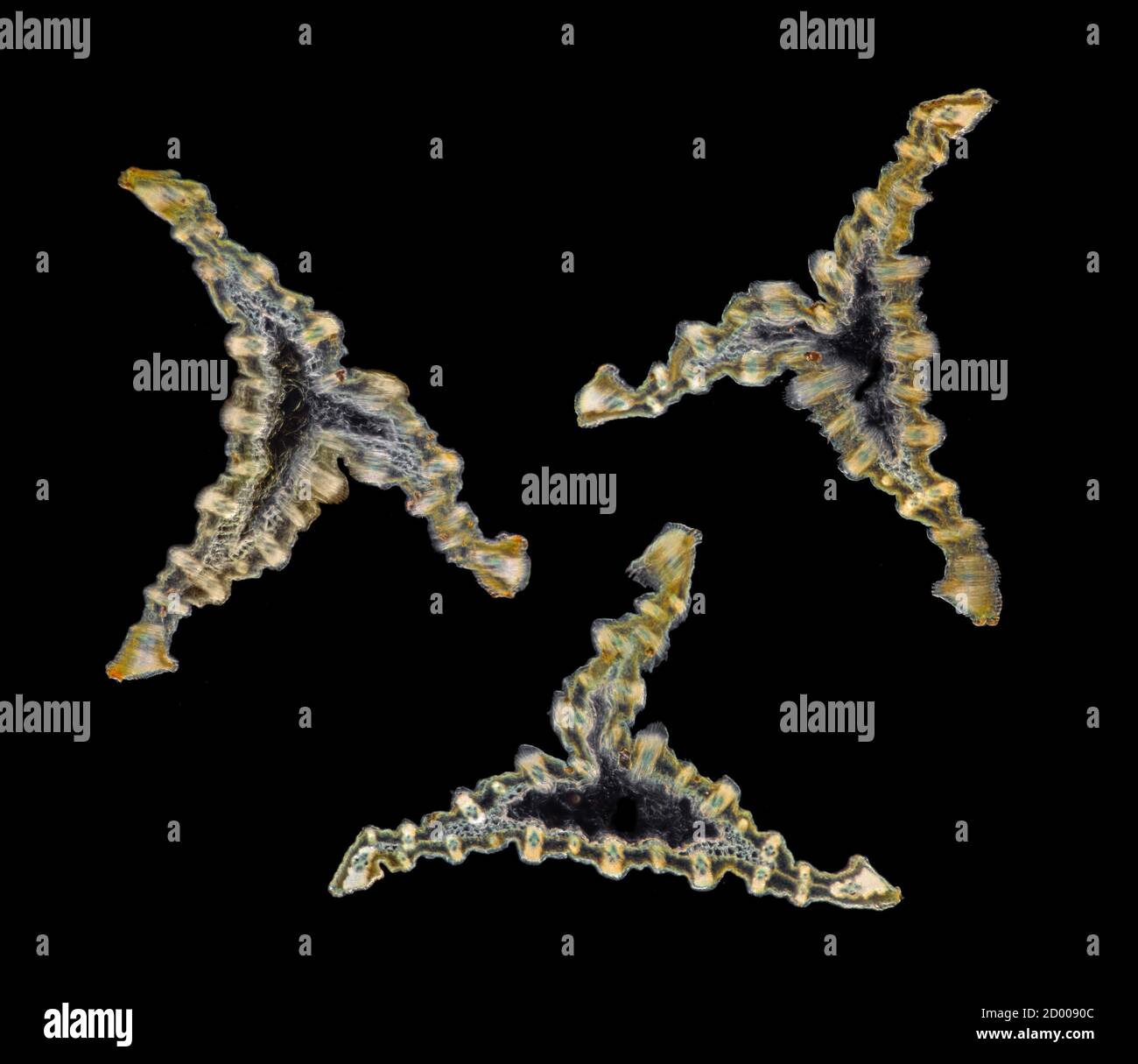 Carex muricata, the rough sedge or prickly sedge, stem section TS Stock ...