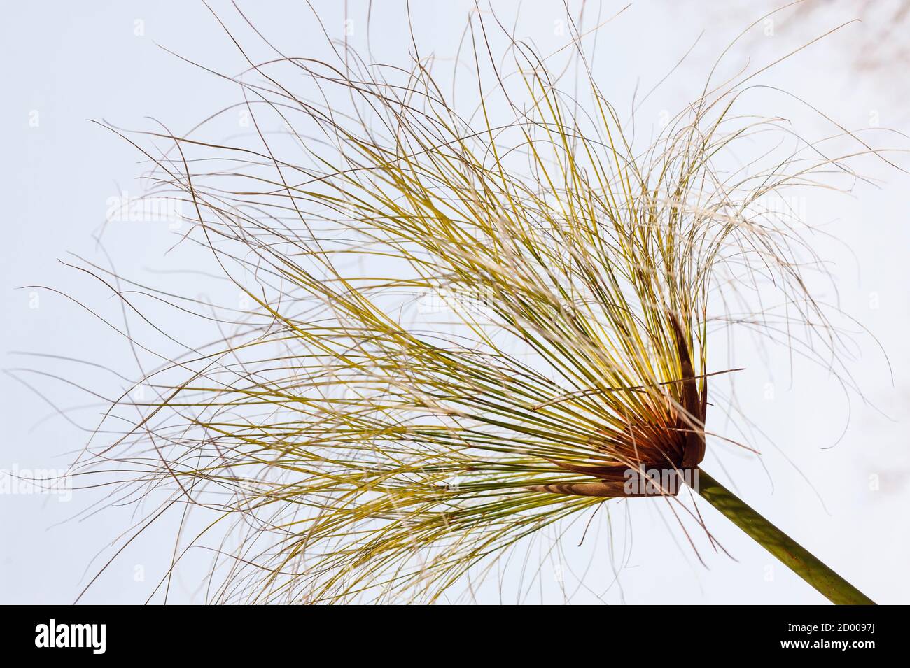 Detail of wetland sedge, Cyperus papyrus, used to make paper sheets ...