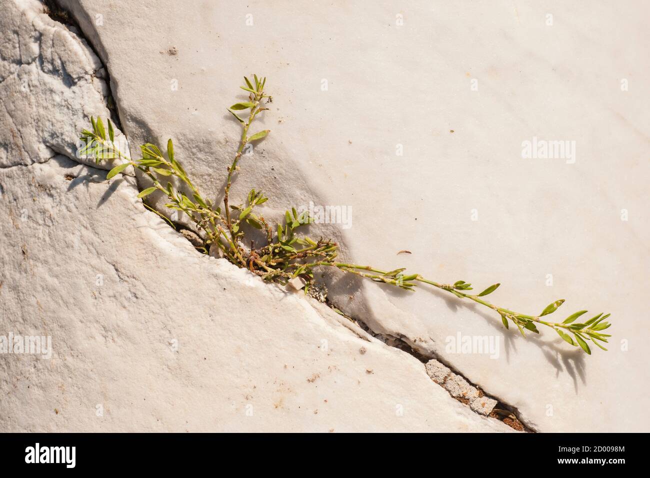 Plant growing in a crack in rock hi-res stock photography and images ...