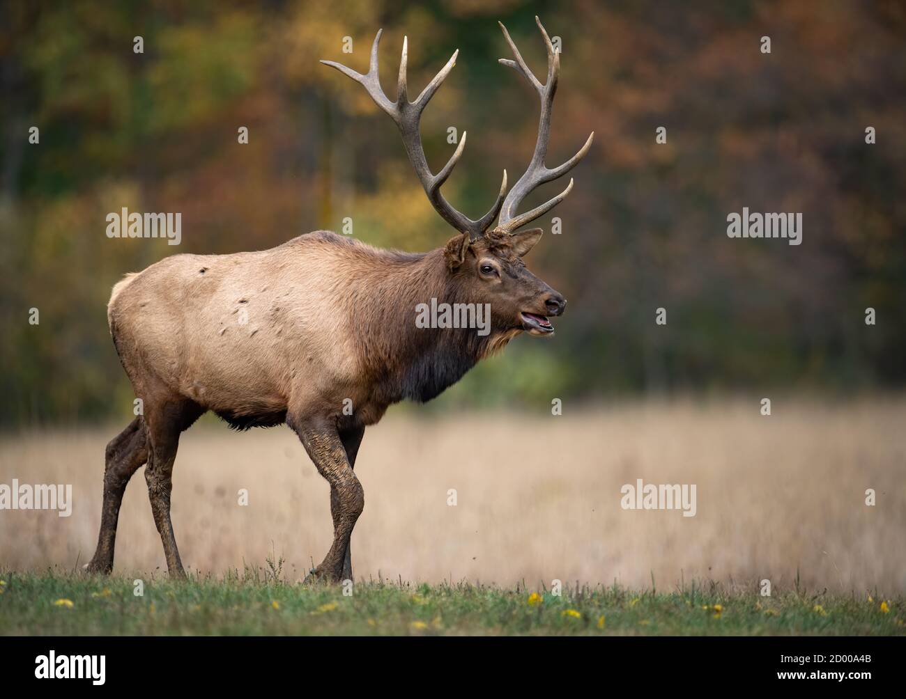 Bull Elk Face High Resolution Stock Photography and Images - Alamy