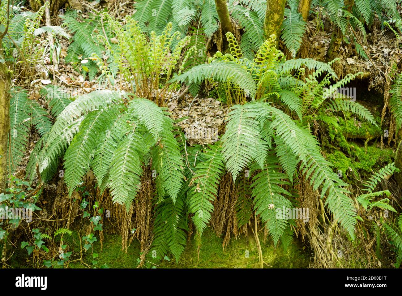 Lush green underbrush hi-res stock photography and images - Alamy