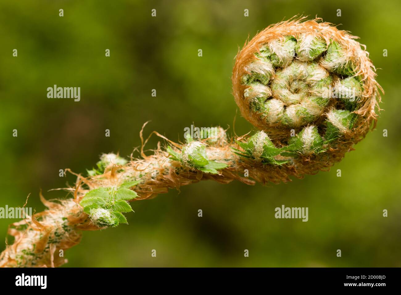 Young green fern leaves growing in the underbrush Stock Photo - Alamy