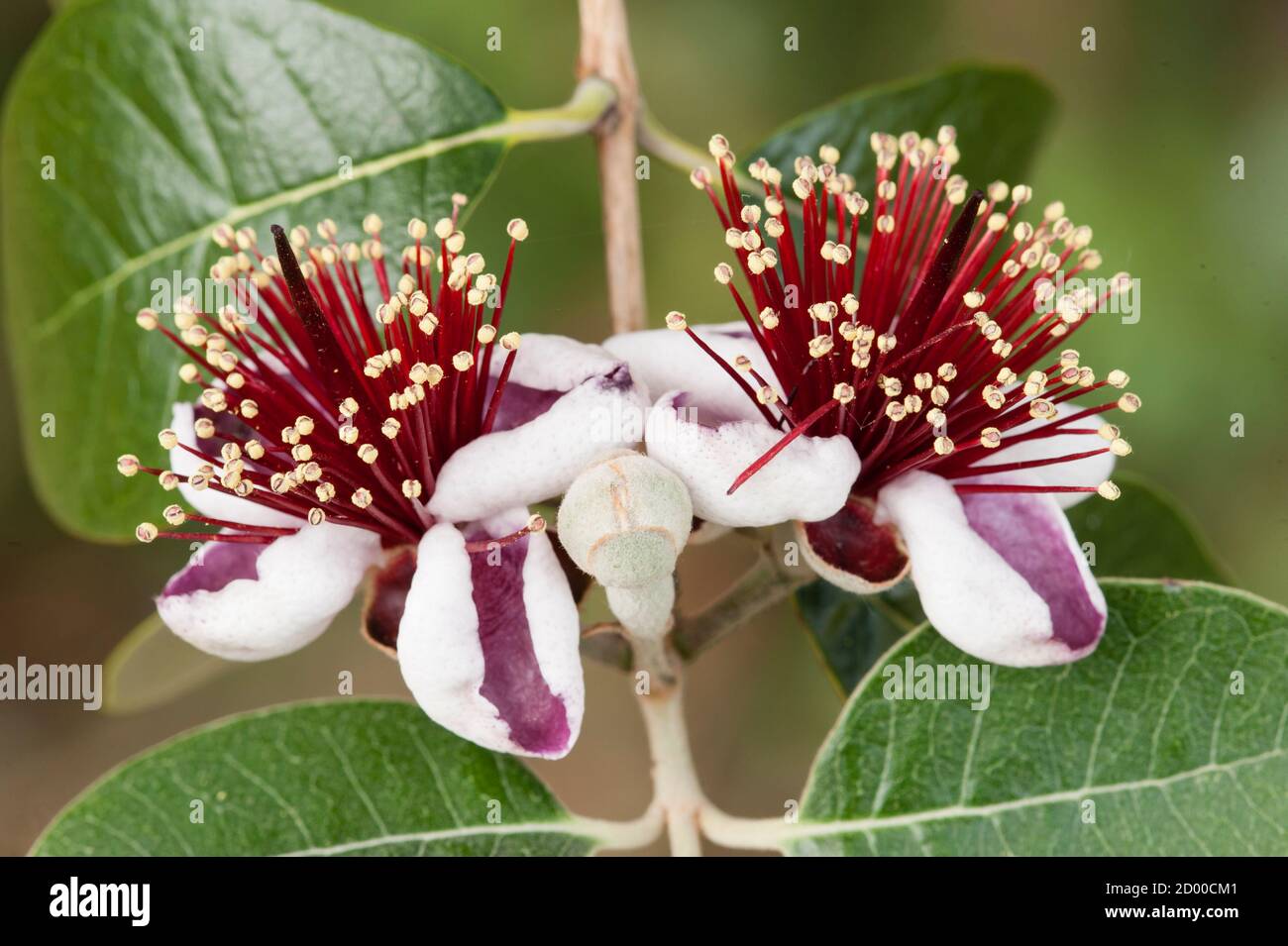 Myrtle family hi-res stock photography and images - Alamy