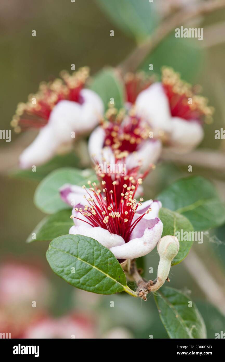 Flowers of Acca sellowiana, flowering plant in the myrtle family ...