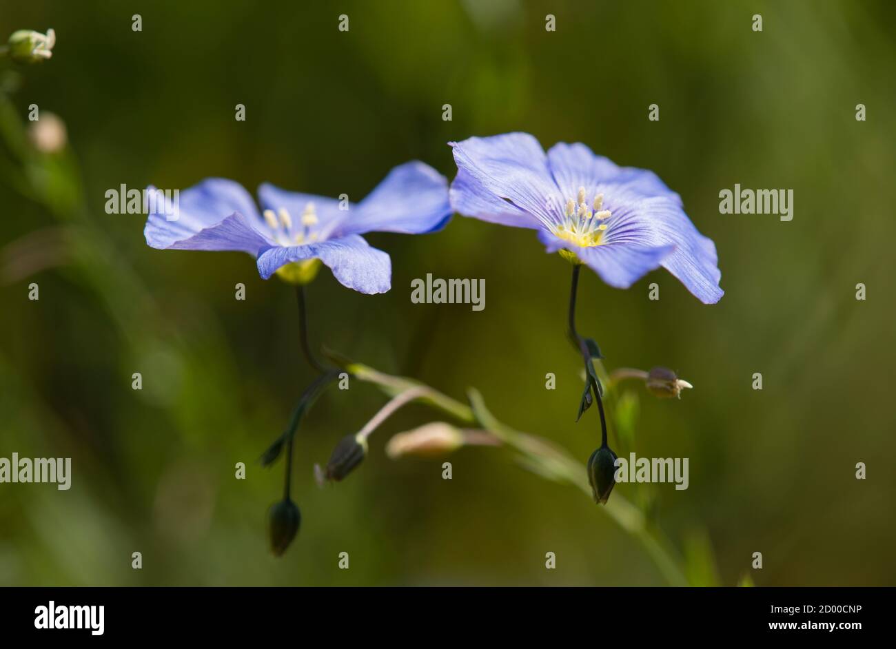 Flax common hi-res stock photography and images - Alamy