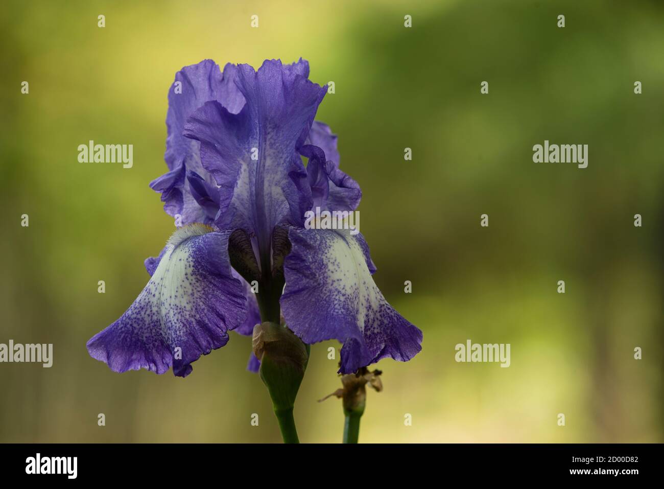 Ornamental Flowers of Iris plant in full Spring bloom Stock Photo - Alamy