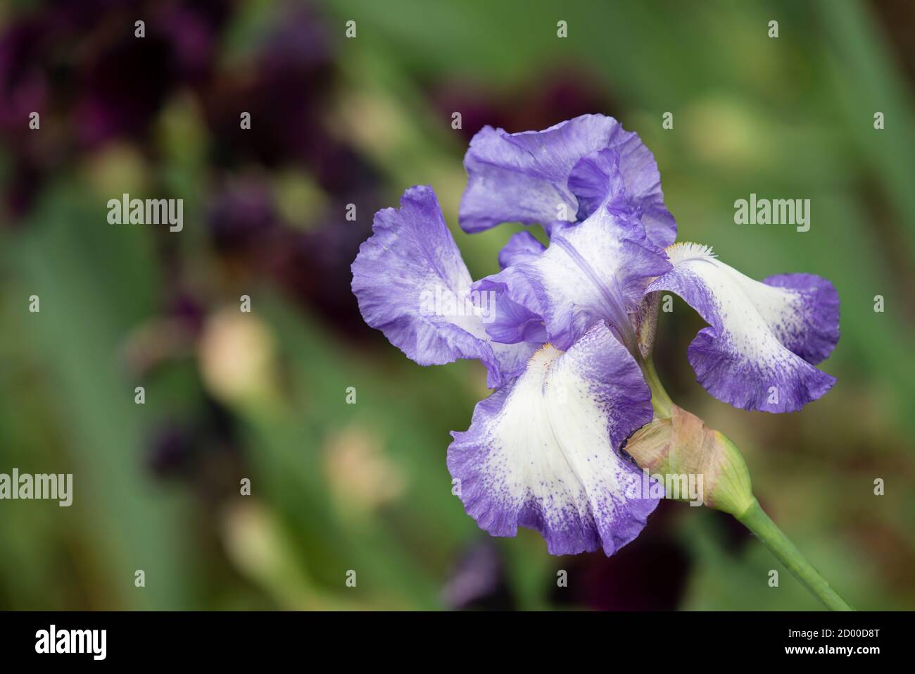 Ornamental Flowers of Iris plant in full Spring bloom Stock Photo - Alamy
