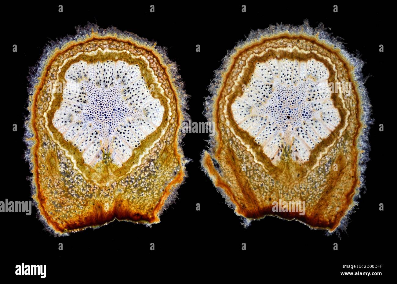Vascular tissue stem micrograph hi-res stock photography and images - Alamy